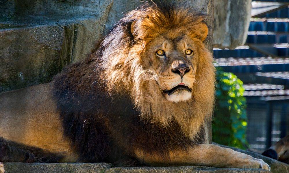 RO-Alert anunță că un leu se plimbă liber pe străzile din Târgoviște ...