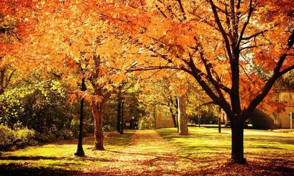 Cel mai mare festival de toamnă începe pe 15 septembrie. Iată programul ...