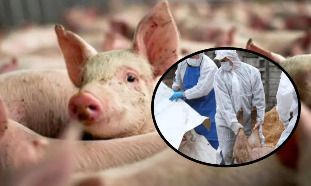 Focar de pestă porcină africană în România! Peste 50.000 de animale vor ...